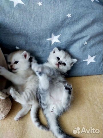 Котята шиншиловые плюшечки