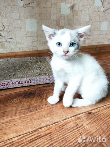 Котенок тайской породы