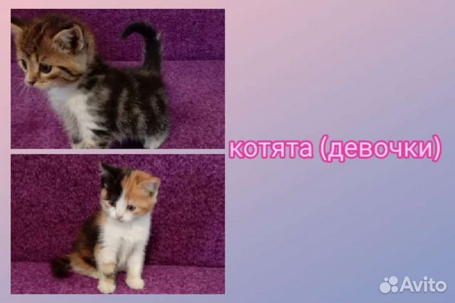 Котята девочки, очень красивые
