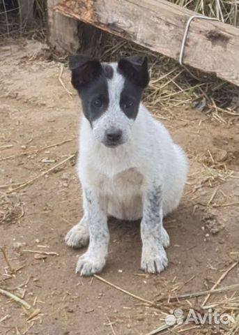 Щенки в дар