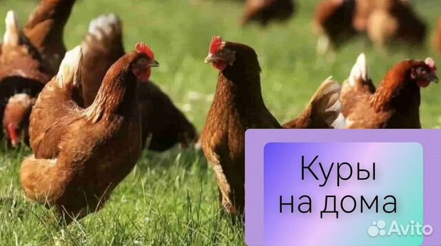Куры на дом