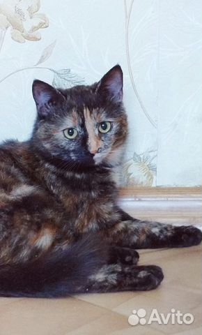 Кошка черепахового трехцаетного окраса