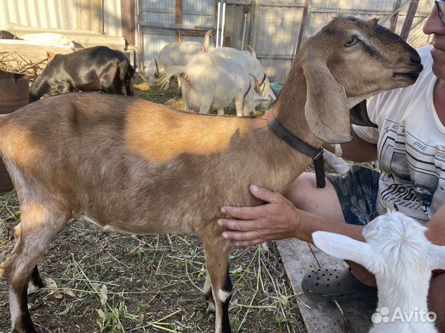 Коза Англо-Нубийская