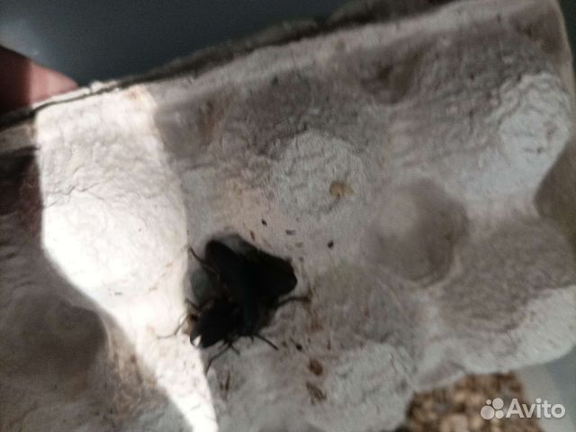 Жуки мучного червя