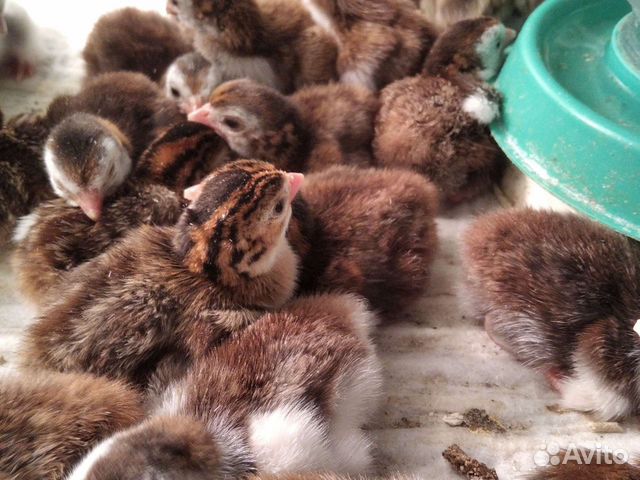 Цесарята. Фазанята. Голошейка. Рэд бро