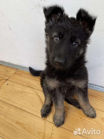 Немецкая овчарка длинношерстная