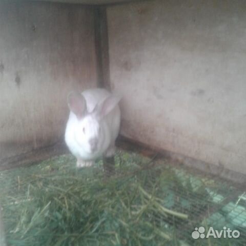 Продается самка крольчиха