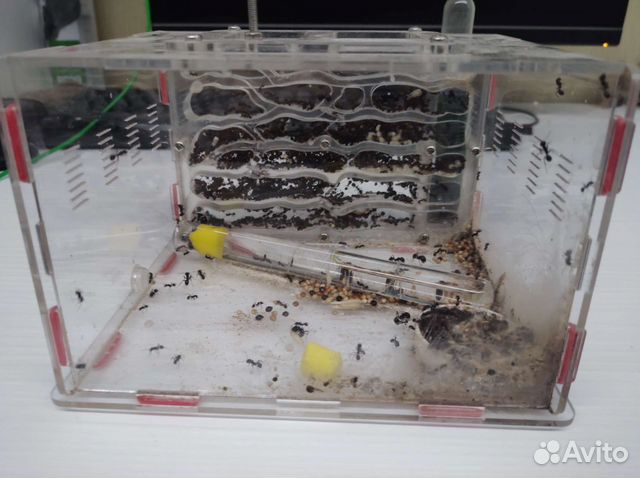 Муравьи messor barbarus