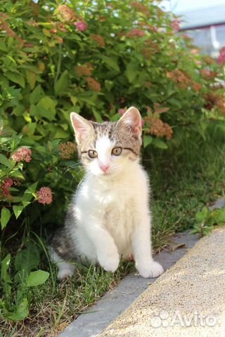 Котенок в дар