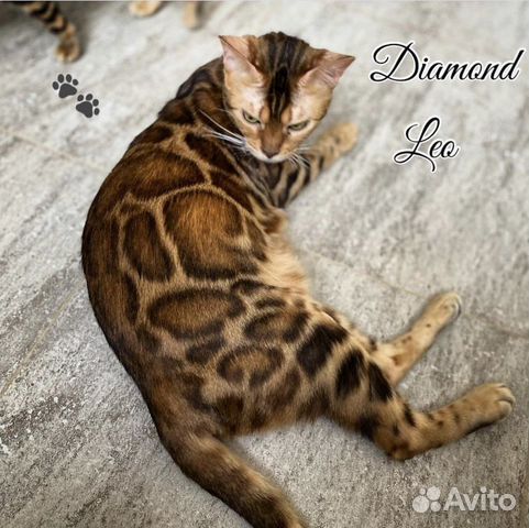 Бенгальская кошка 2 года