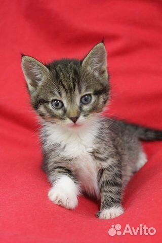 Котёнок Триша ищет семью