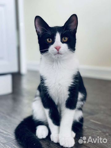 Шумахер ураган энергии и позитива