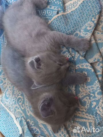 Британская кошка