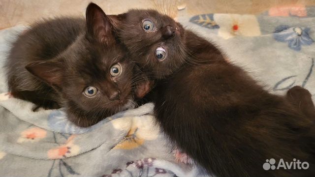 Клубки на ножках. Бегают) девочки 1,5 мес