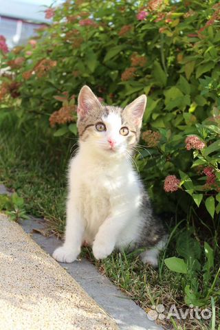 Котёнок Фиксик. Настоящее кошачье сокровище