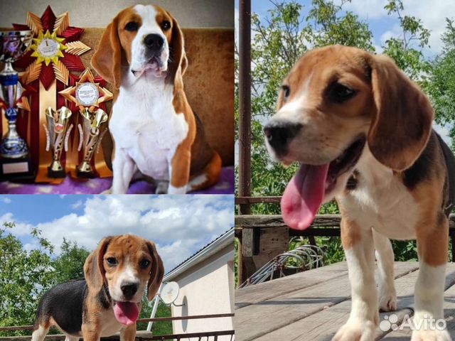 Она ждёт вас девочка бигль