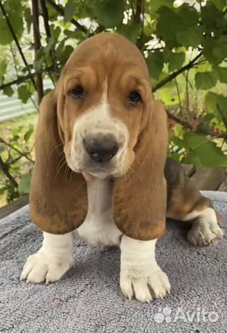 Бассеты щенки