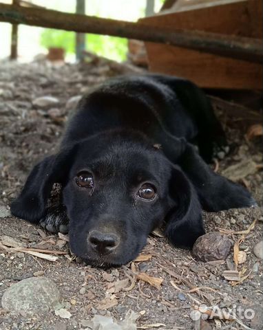 Щенок в добрые руки