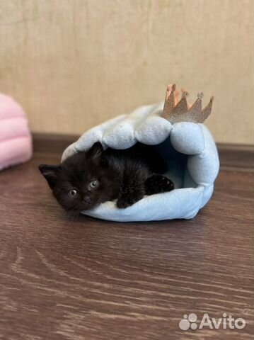 Котенок