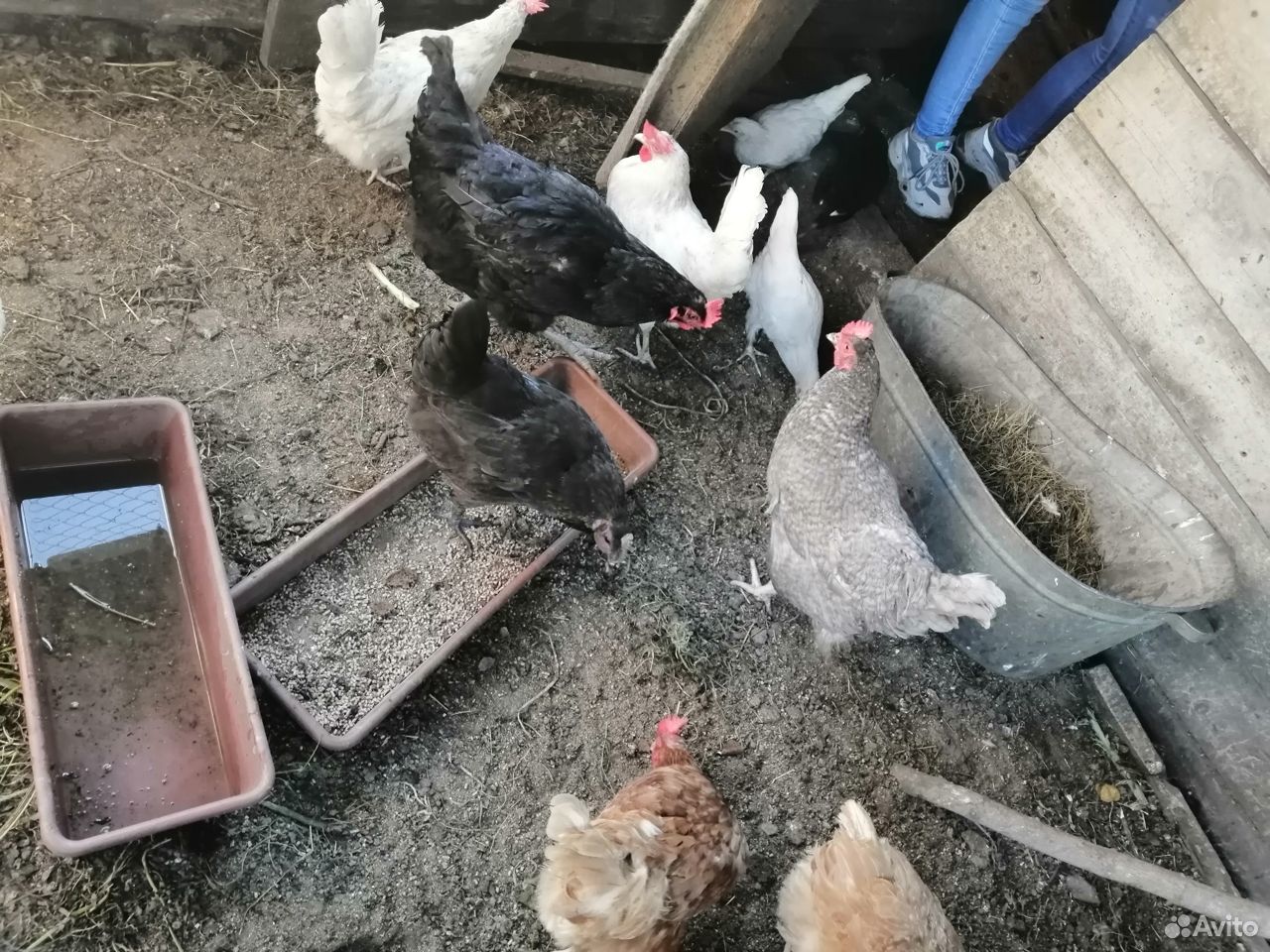 Продам курей