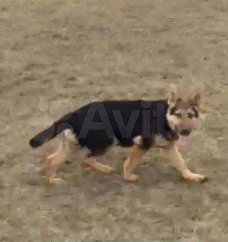 Немецкая овчарка мальчик 8 месяцев