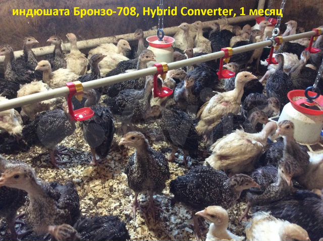 Индюки недельные, 1,5мес и 2нед. converter в налич
