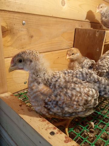 Цыпленок Билефельдер