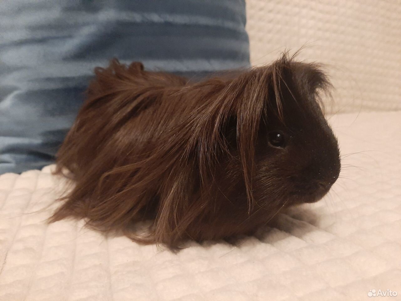 Морские свинки с клеткой