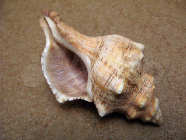Морская раковина