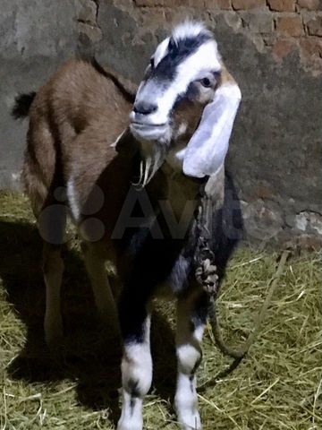 Нубийский козел