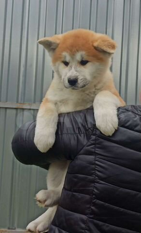 Детки Акита Ину