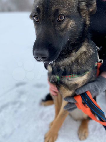 Щенок Наоми