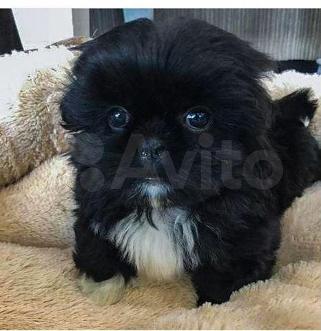 Мальчишка уголек