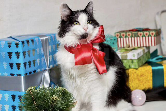 Нежная Марфа в добрые руки