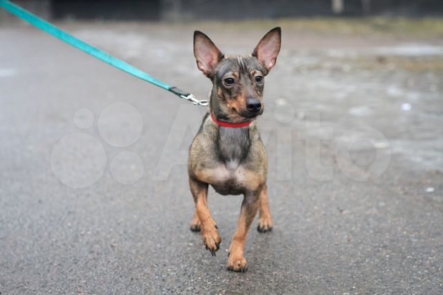 Алиса, 30 см, 1.5 года