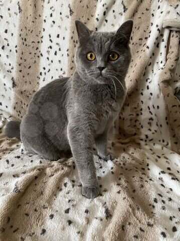 Британская