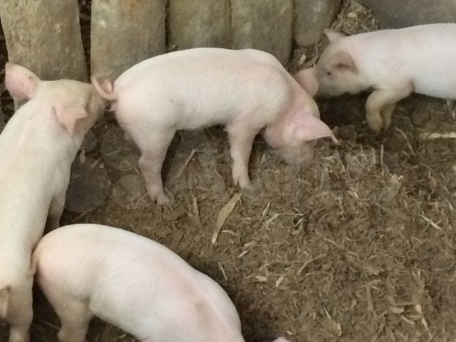 Поросята Ландрас и крупная белая. Доставка