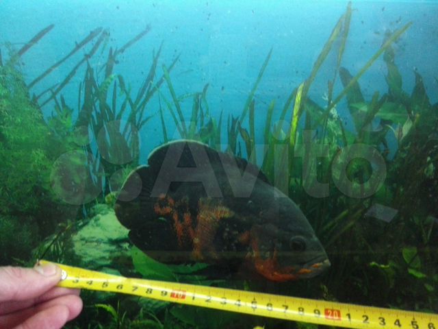 Продам Астранотус 23см