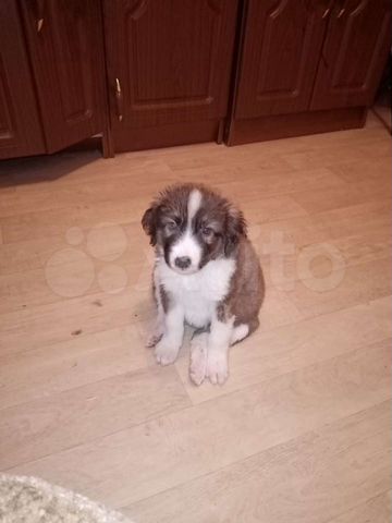 Собака алабай