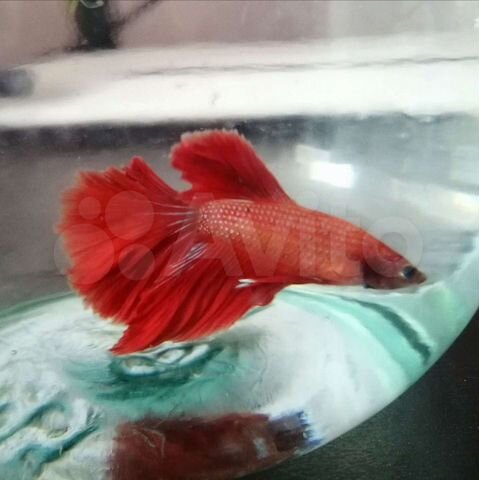 Рыбка петушок