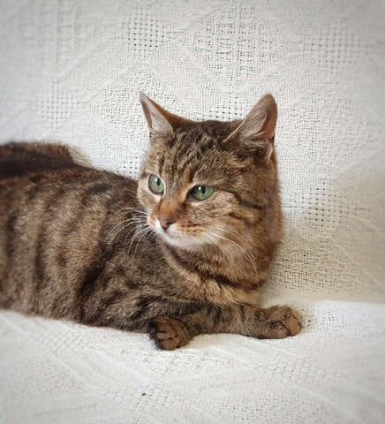 Кошечка с изумрудными глазами