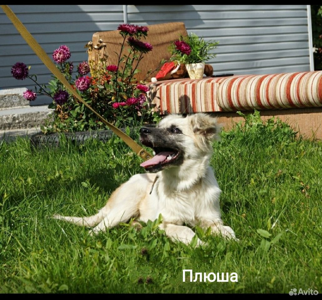 Щенок девочка 5 месяцев