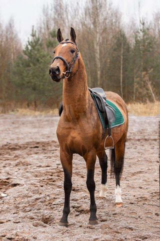 Чистокровный ахалтекинец