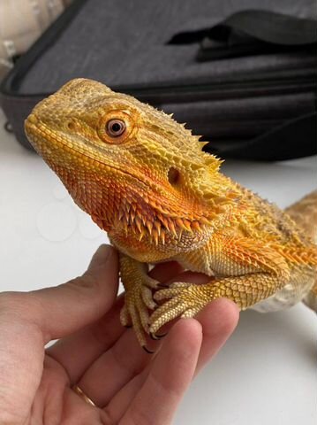 Бородатая агама с террариумом
