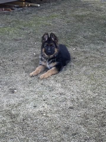 Немецкая овчарка