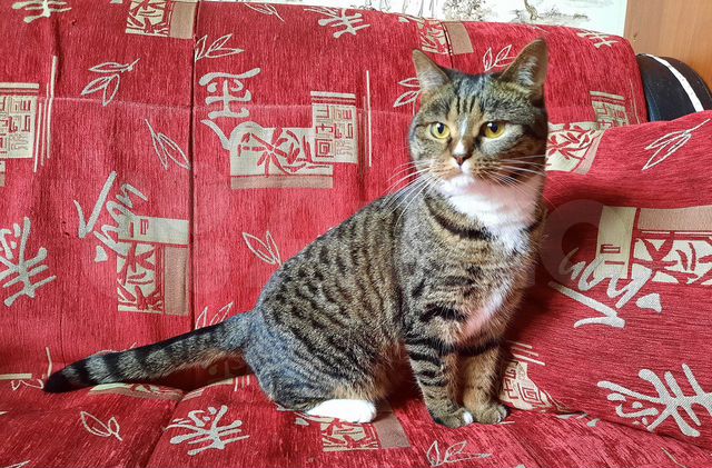 Кошка помесь вислоухой шотландской и дворняги