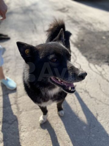 Твоя лучшая собака