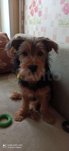 Метис йорка