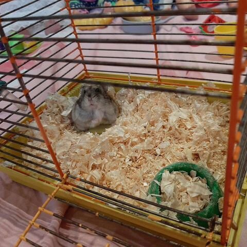 Джунгарский хомяк с клеткой