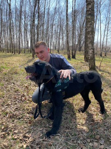 Барри пёсик